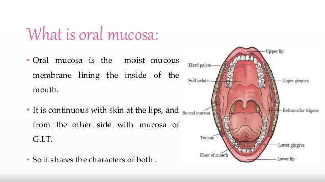 Oral mucosa part 1