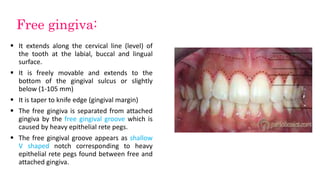 Oral mucosa part 2 | PPTX