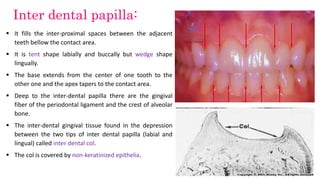 Oral mucosa part 2 | PPTX