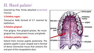 Oral mucosa part 2 | PPTX