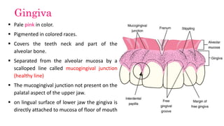 Oral mucosa part 2 | PPTX