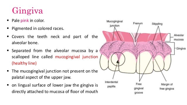 Oral mucosa part 2