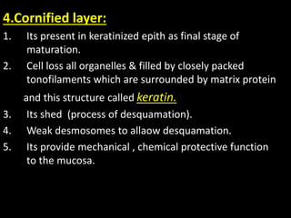 Oral mucosa 1 dr: 3mmar | PPT