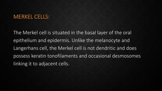 Oral mucosa1yyy | PPT