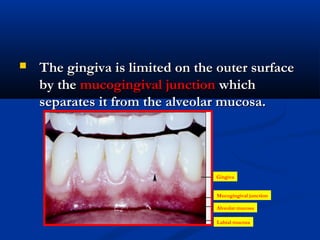 Alveolar Mucosa Color