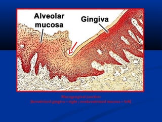 Alveolar Mucosa Histology