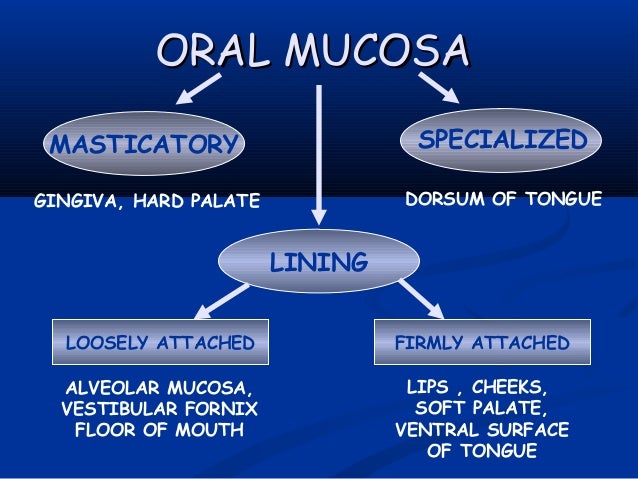 Oral mucosa