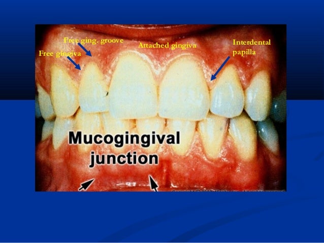 Oral mucosa
