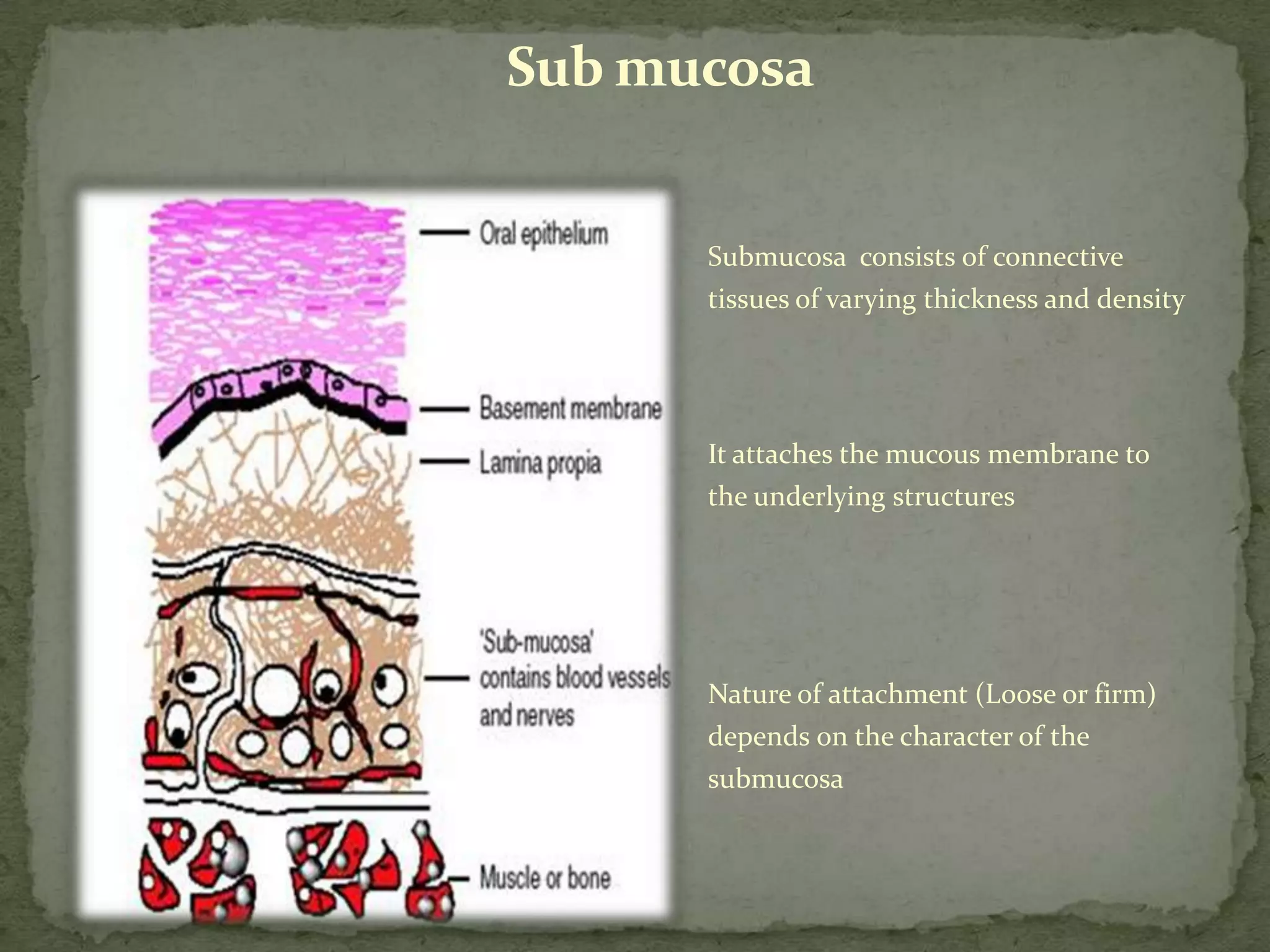 Oral mucosa and submucosa final | PPSX