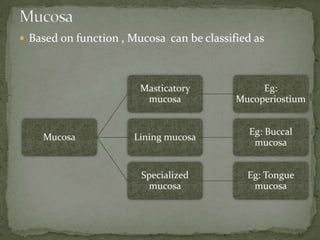 Oral mucosa and submucosa final | PPSX