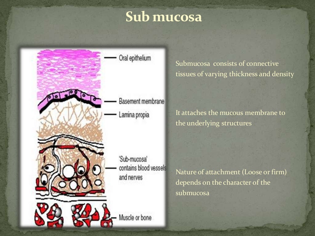 Oral mucosa and submucosa final