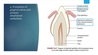 Oral mucosa .pptx