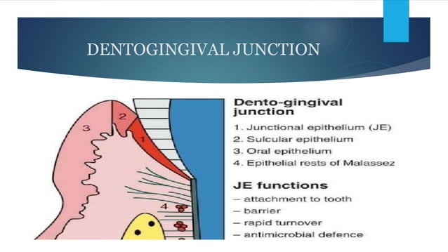 Oral mucosa .pptx