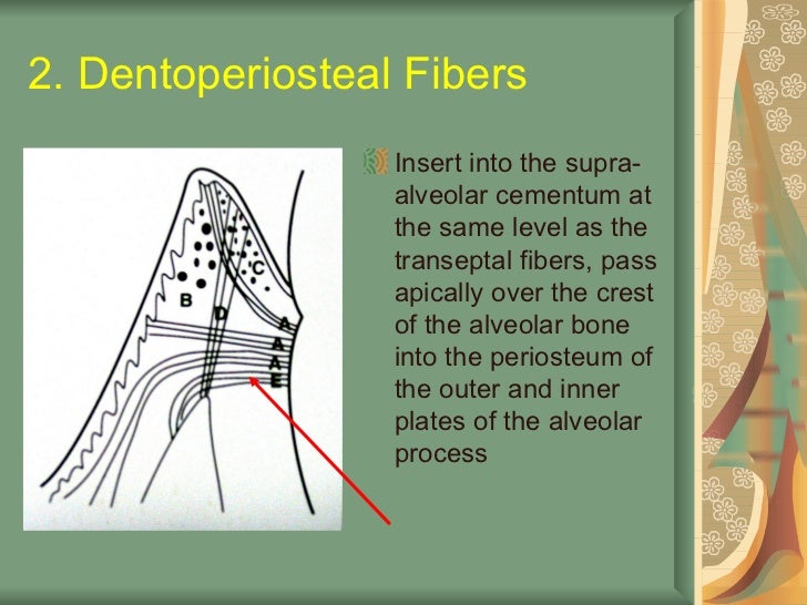 Oral mucosa carmi