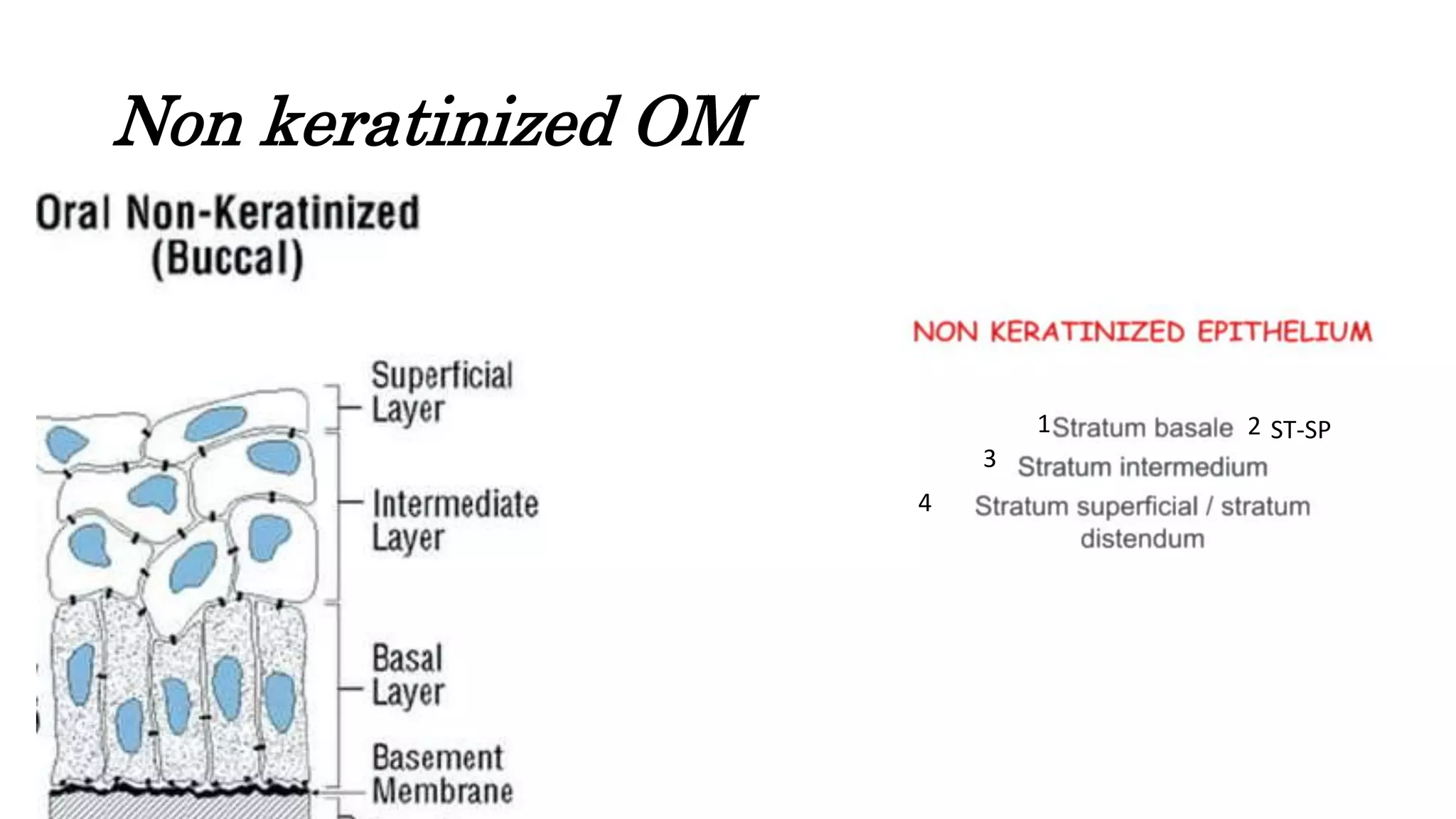 Oral Mucosa components salman khutsheed.pptx