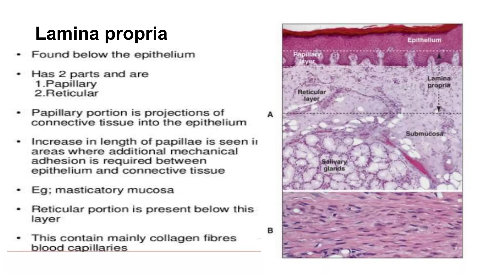 Oral Mucosa components salman khutsheed.pptx