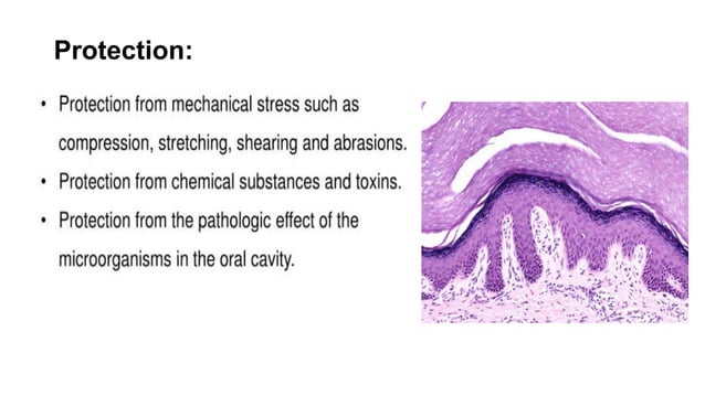 Oral Mucosa components salman khutsheed.pptx