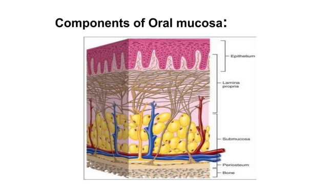 Oral Mucosa components salman khutsheed.pptx