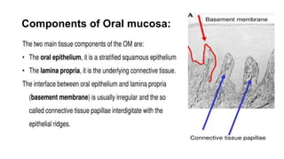 Oral Mucosa components salman khutsheed.pptx