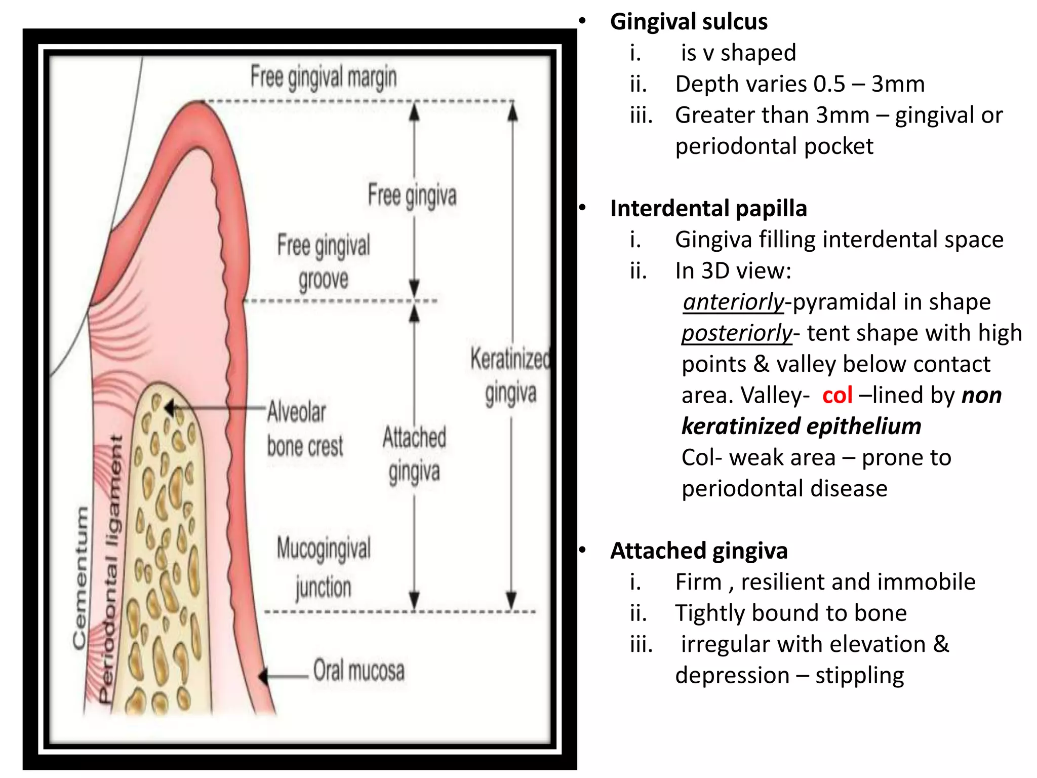 Oral mucosa in health | PPTX