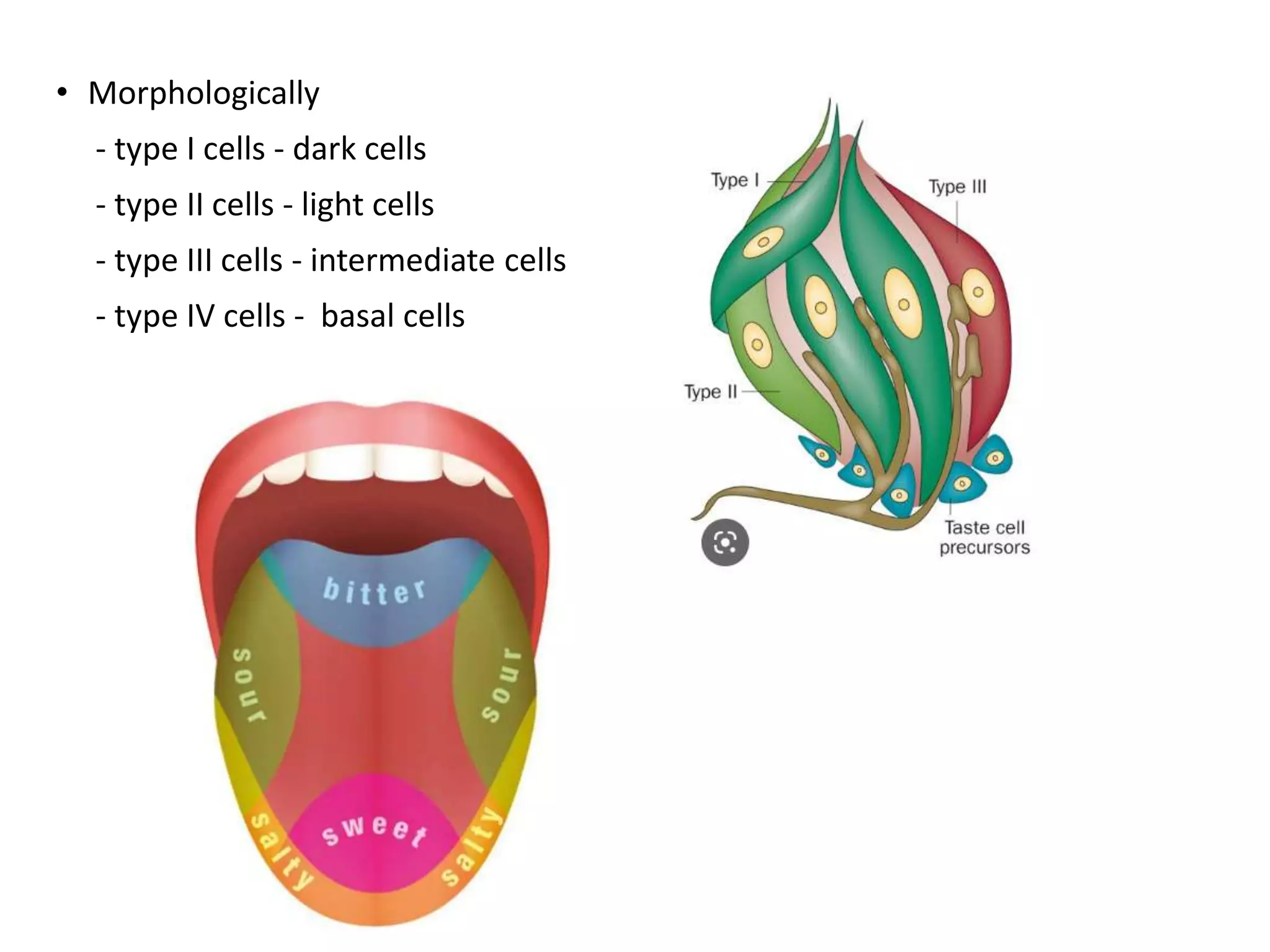 Oral Mucosa In Health Ppt