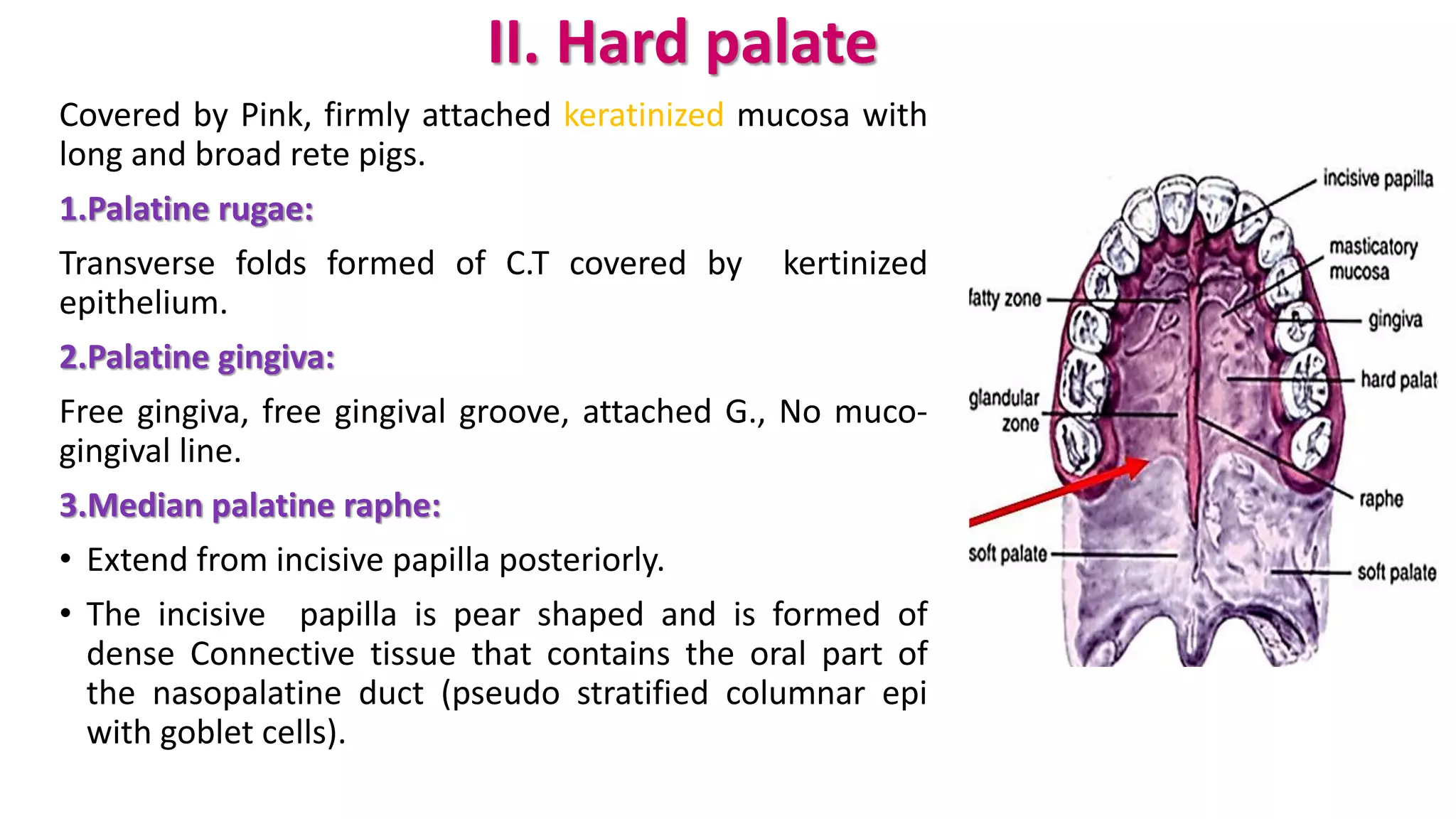 Oral mucosa part 2 | PPTX