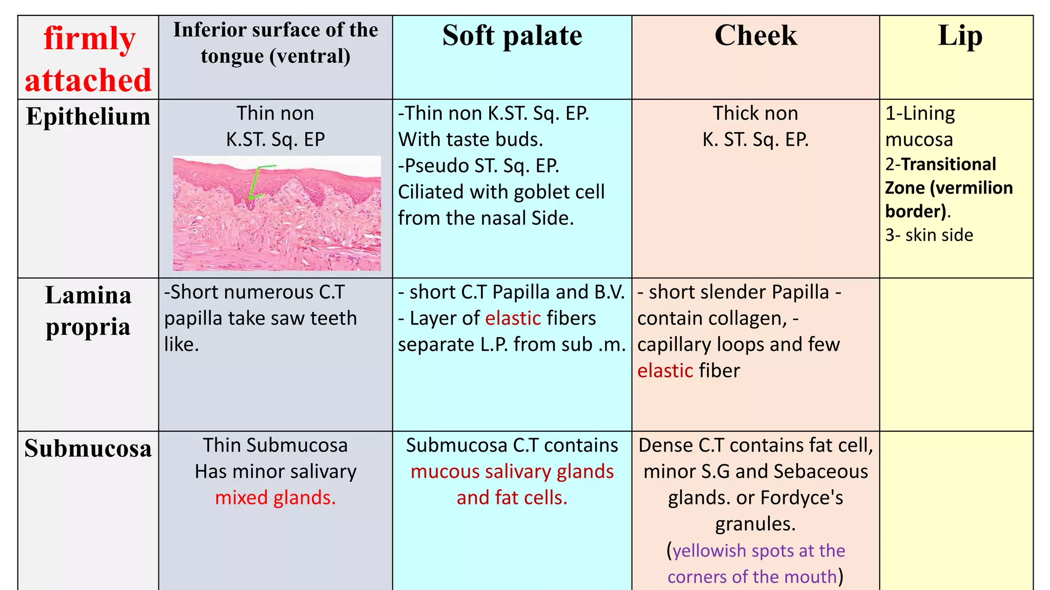 Oral mucosa part 2 | PPTX