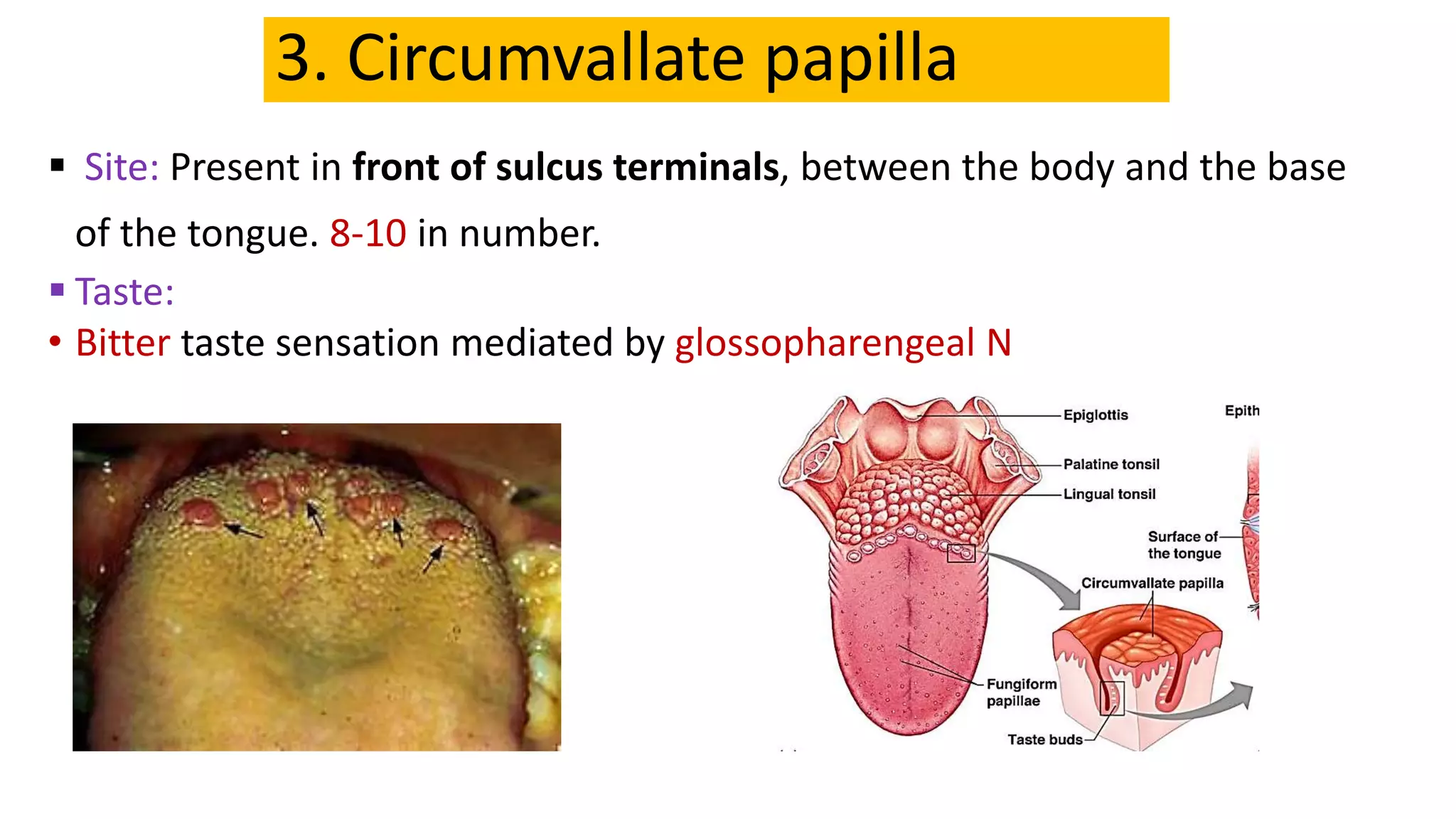 Oral mucosa part 2 | PPTX