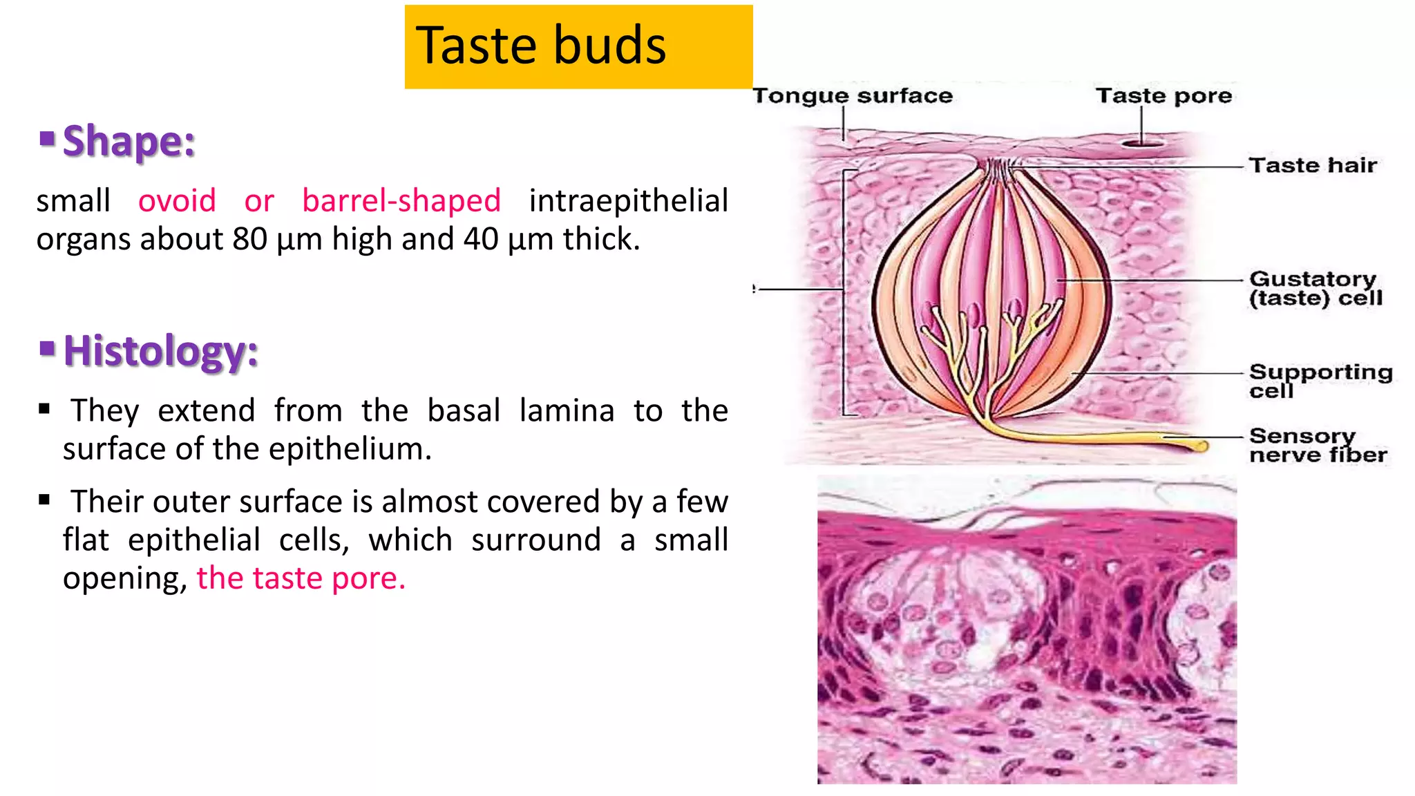 Oral mucosa part 2 | PPTX