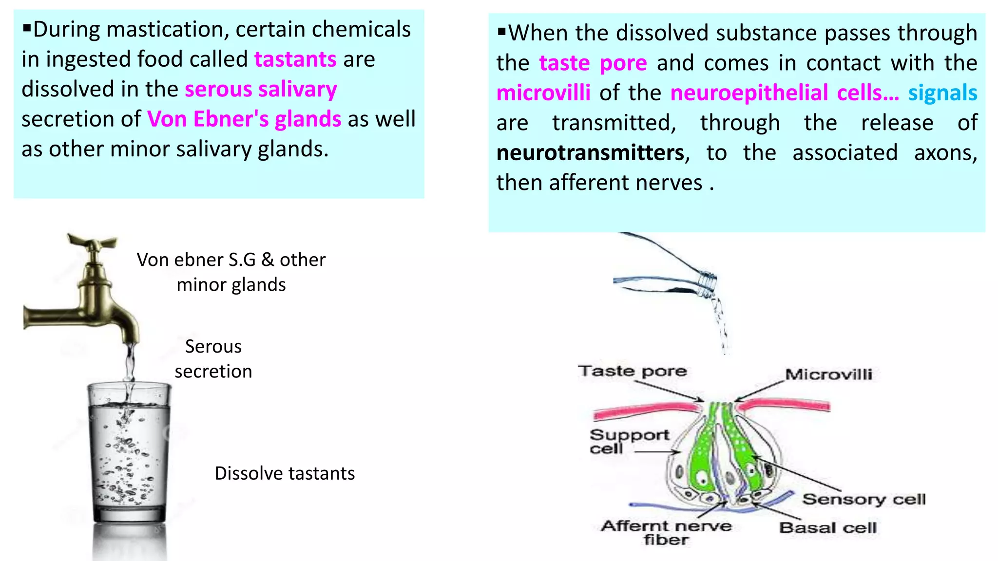 Oral mucosa part 2 | PPTX