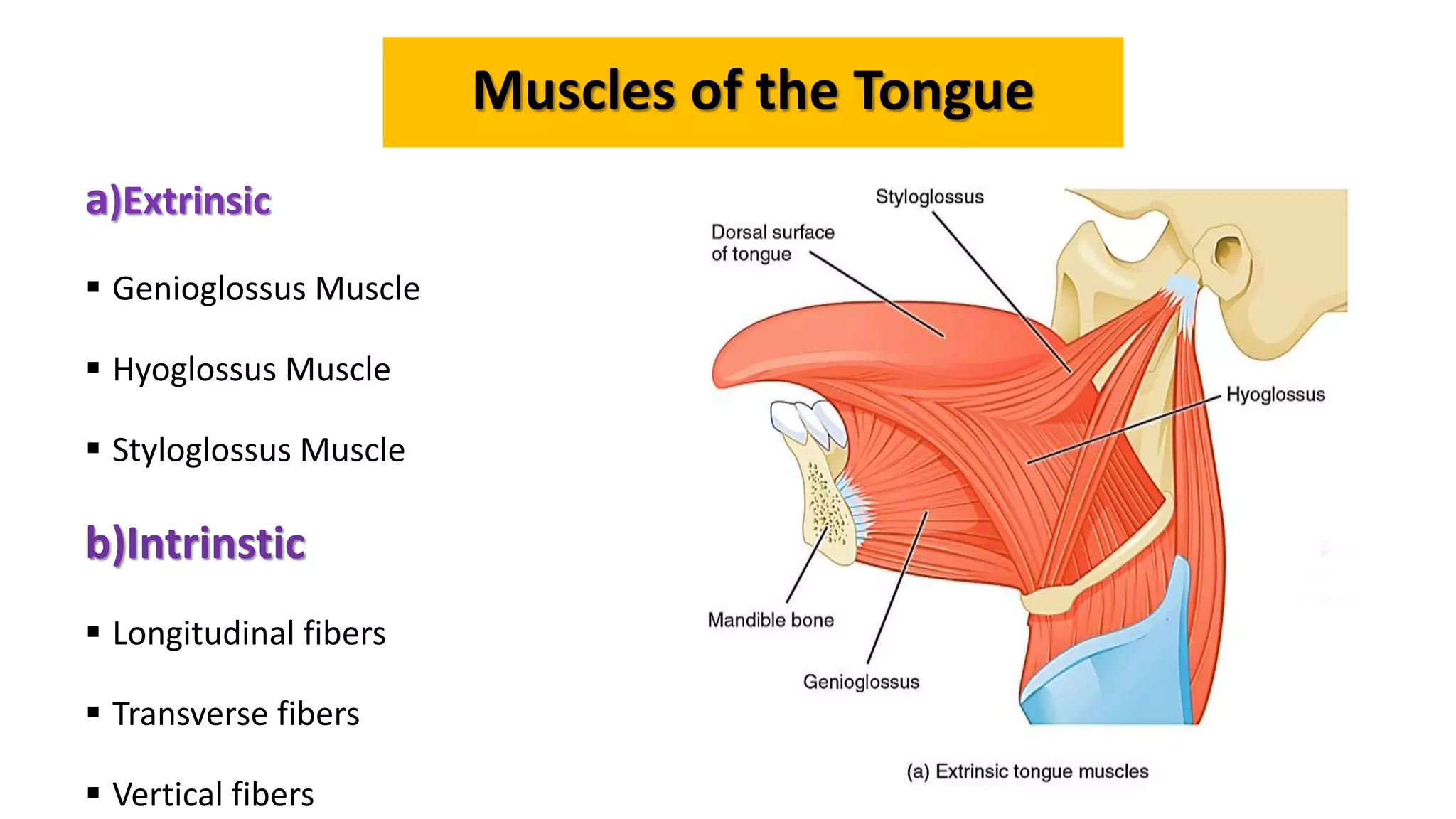 Oral mucosa part 2 | PPTX