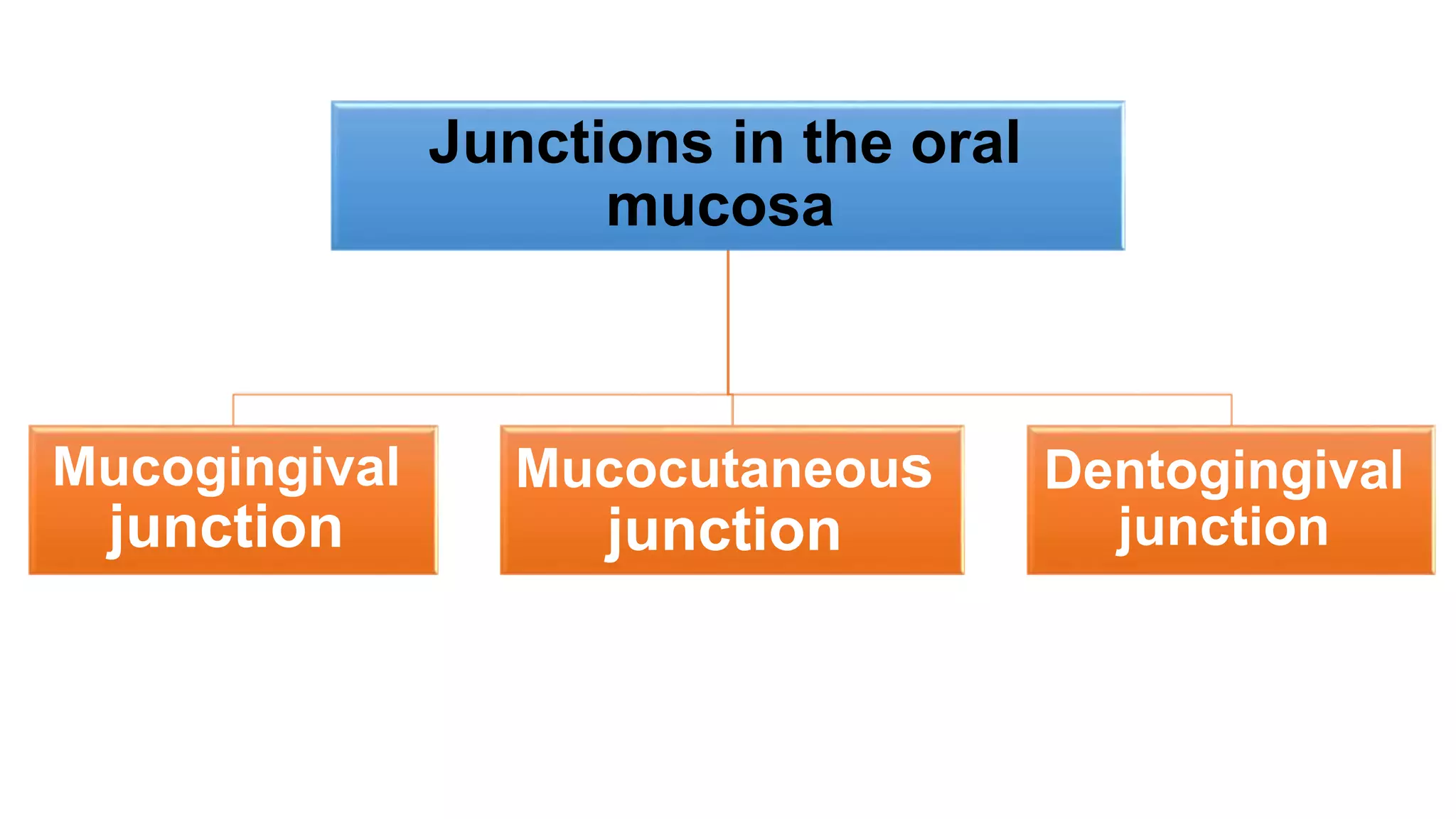Oral mucosa part 2 | PPTX