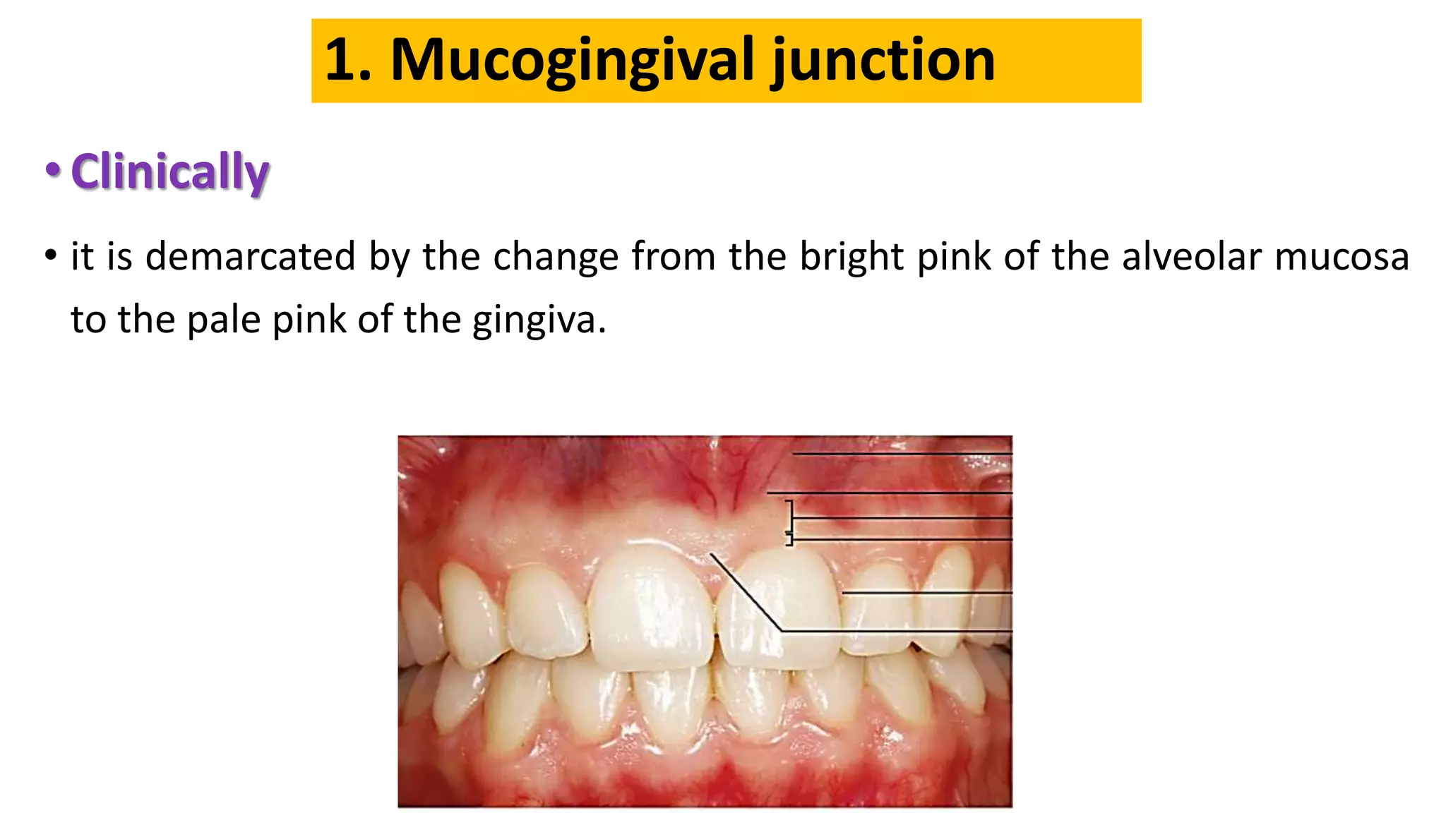Oral mucosa part 2 | PPTX