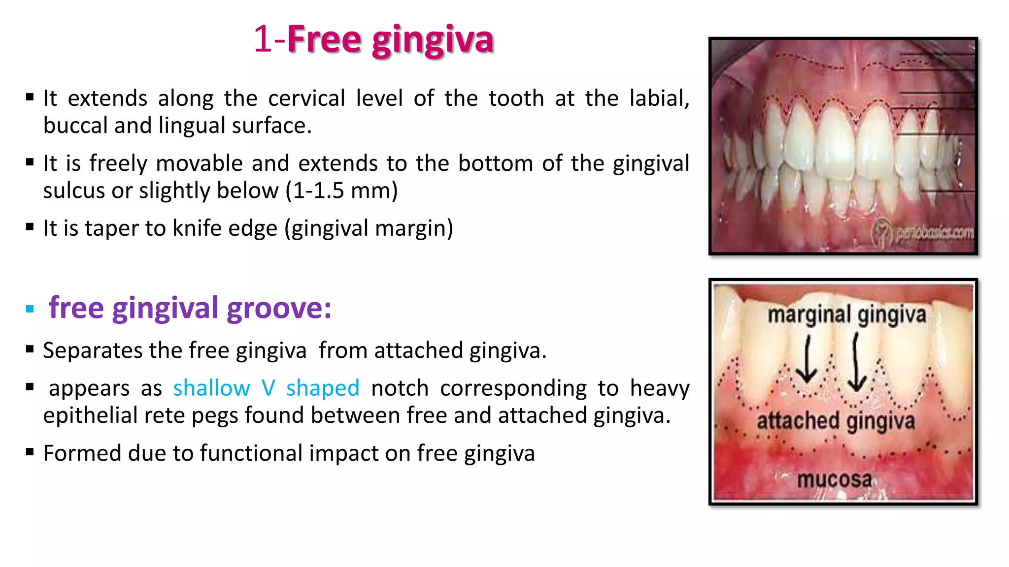 Oral mucosa part 2 | PPTX