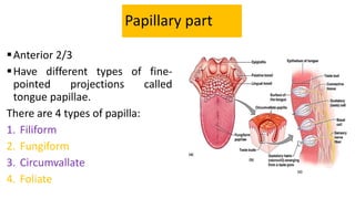 Oral mucosa part 2 | PPTX