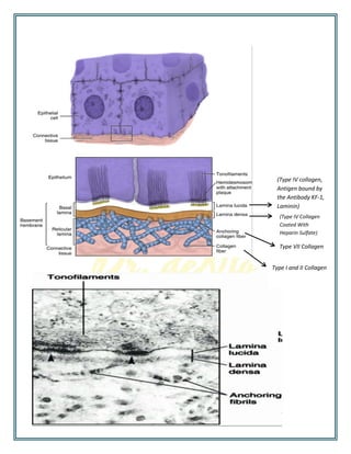 Oral mucosa membrane | PDF