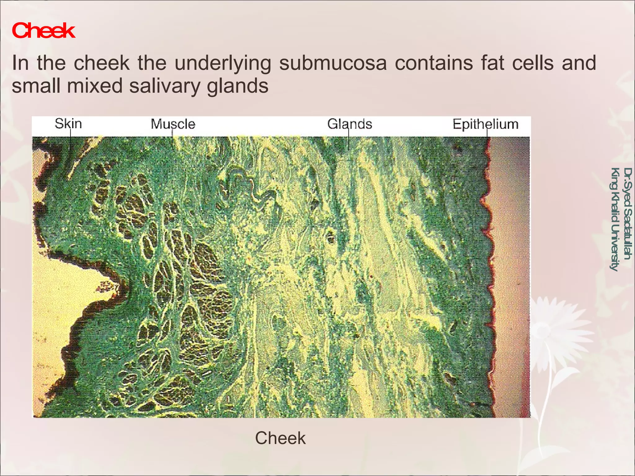 Oral Mucous Membrane | PPT