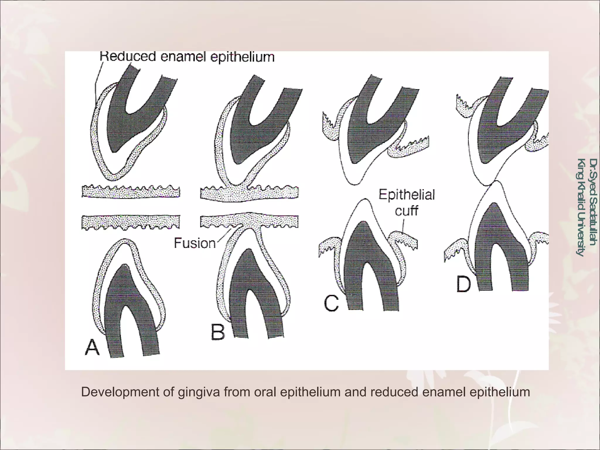 Oral Mucous Membrane | PPT