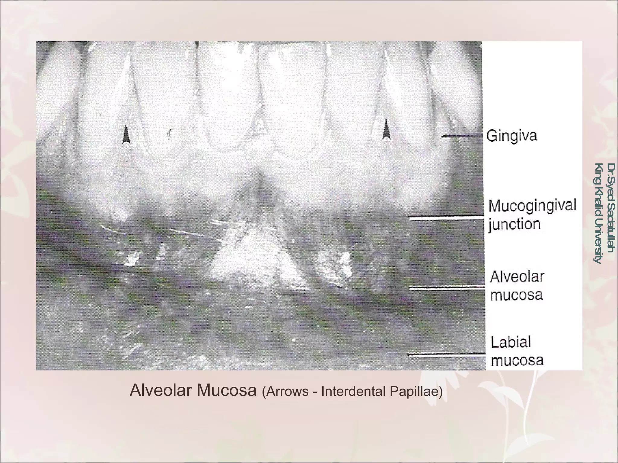 Oral Mucous Membrane | PPT
