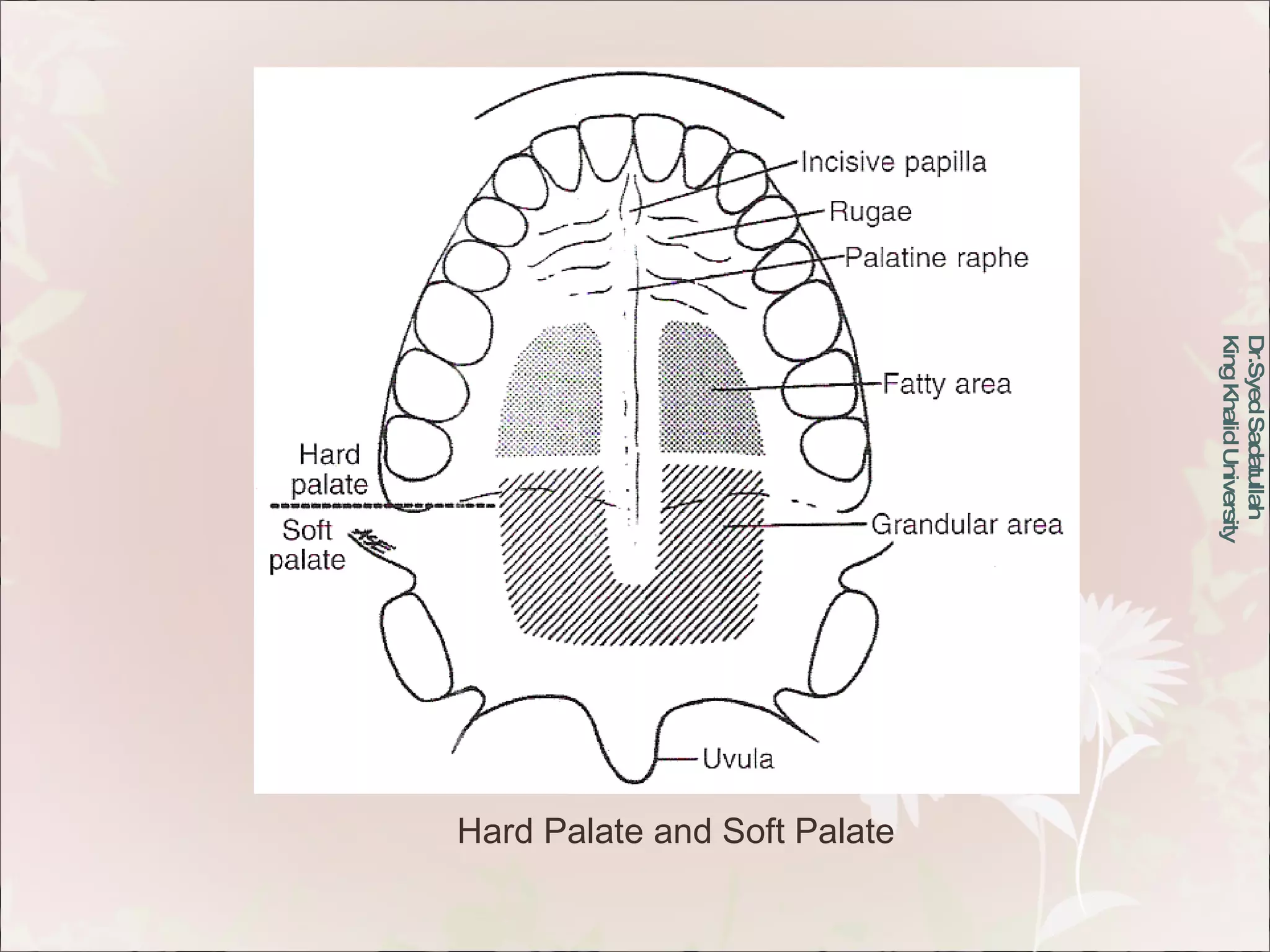 Oral Mucous Membrane | PPT