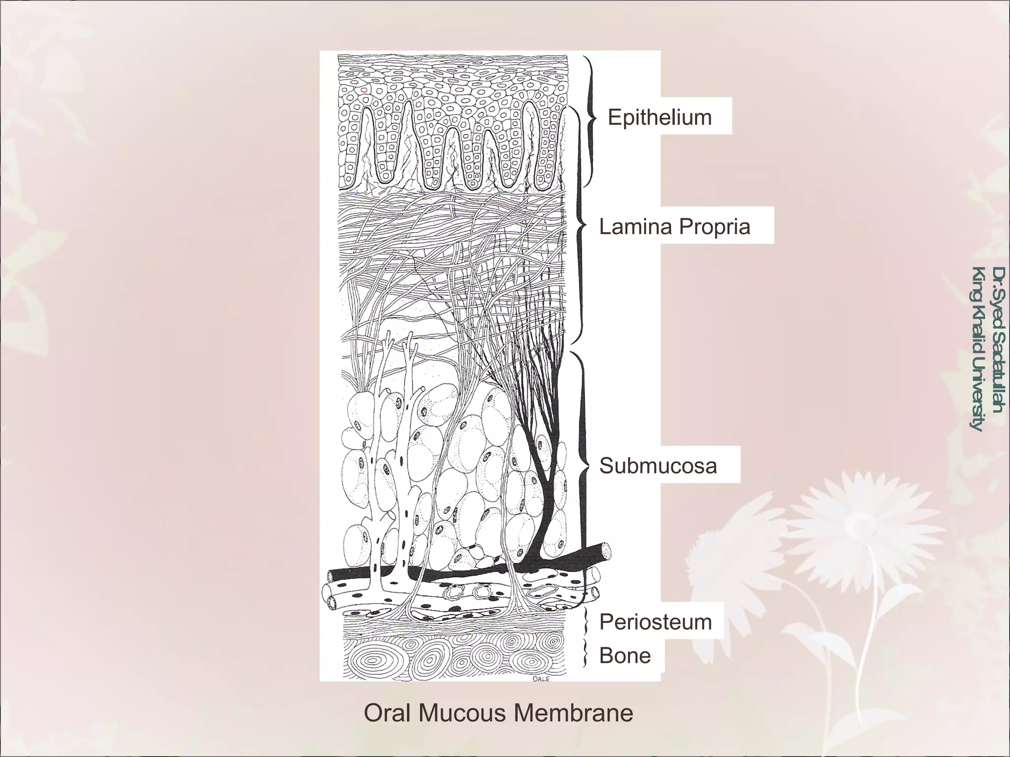 Oral Mucous Membrane | PPT
