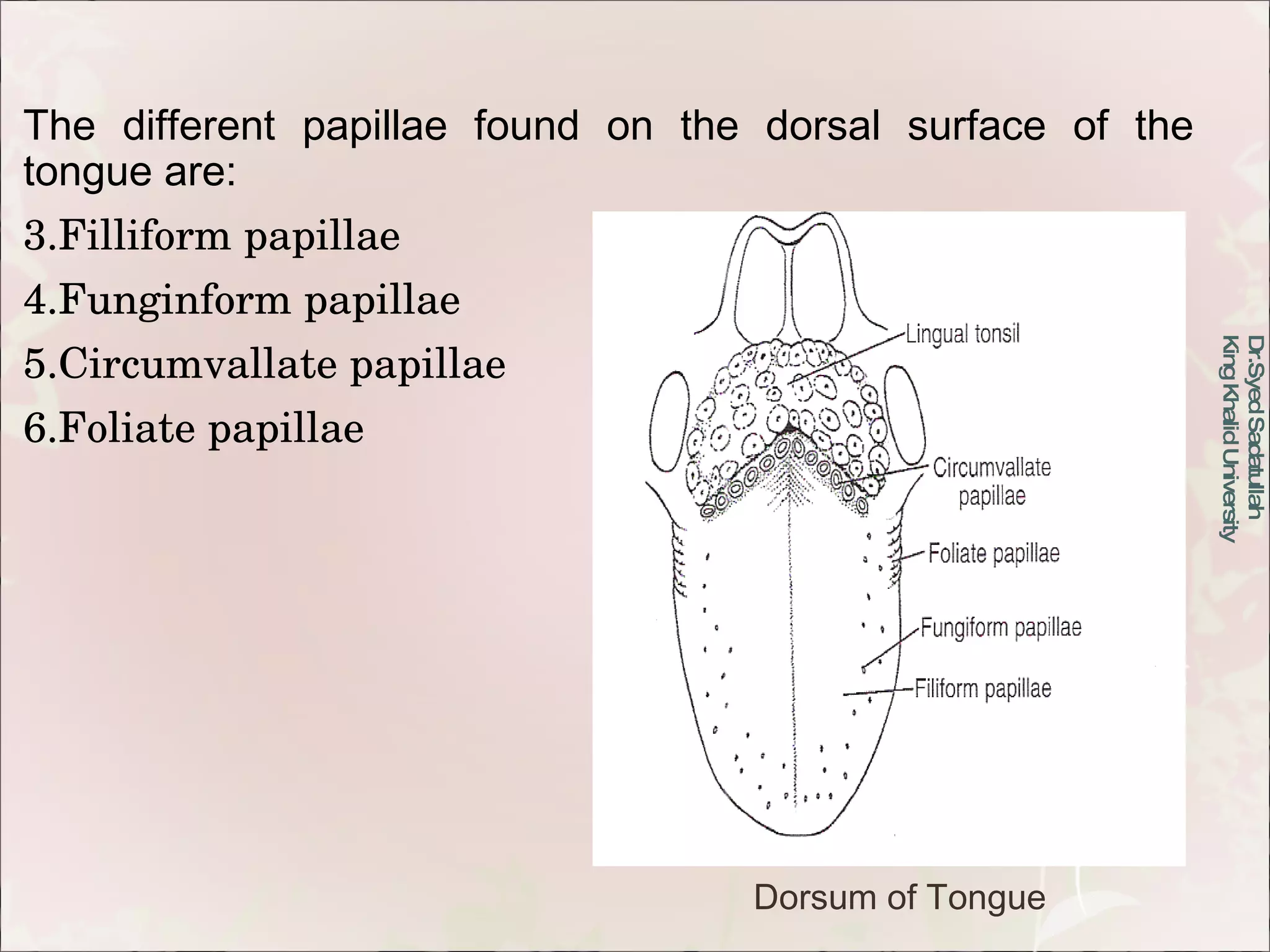 Oral Mucous Membrane | PPT