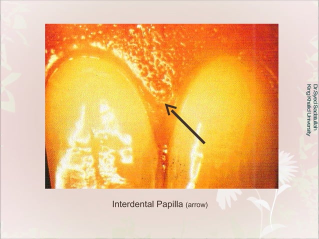 Oral Mucous Membrane Ppt