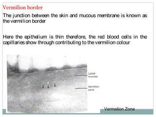 Oral mucous membrane | PPT