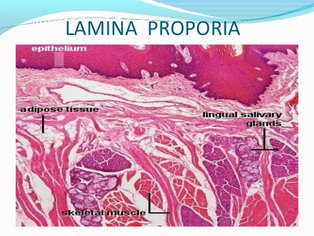 Oral mucous membrane