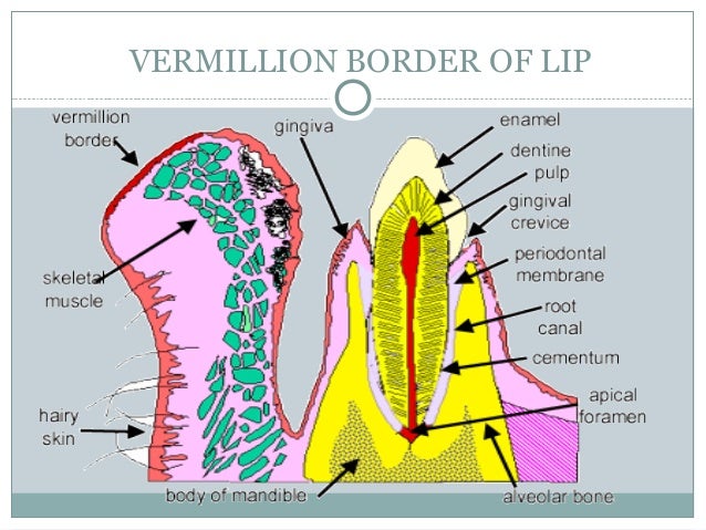 Oral mucous membrane