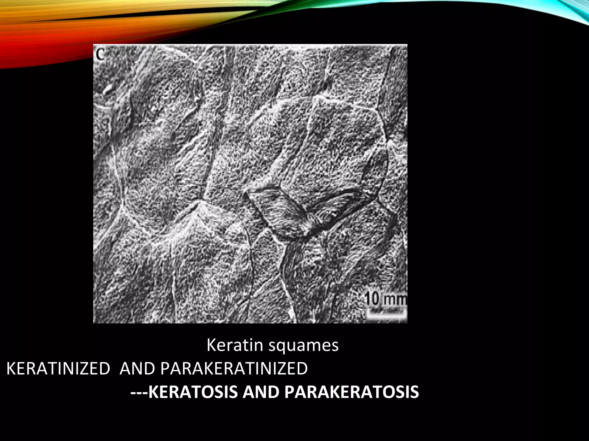 Oral Mucous Membrane... Arindam | PPT