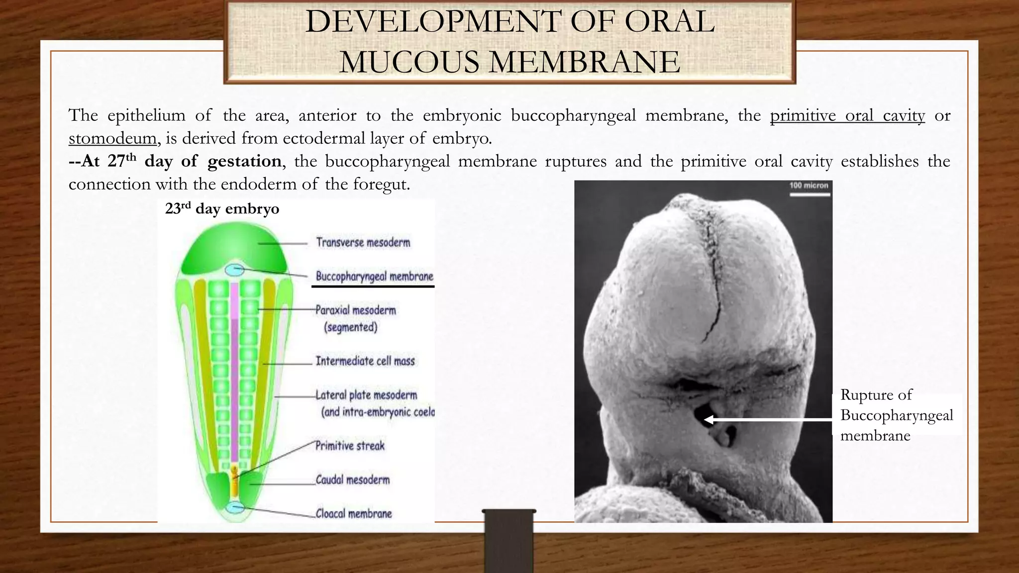 Oral mucous membrane | PPTX