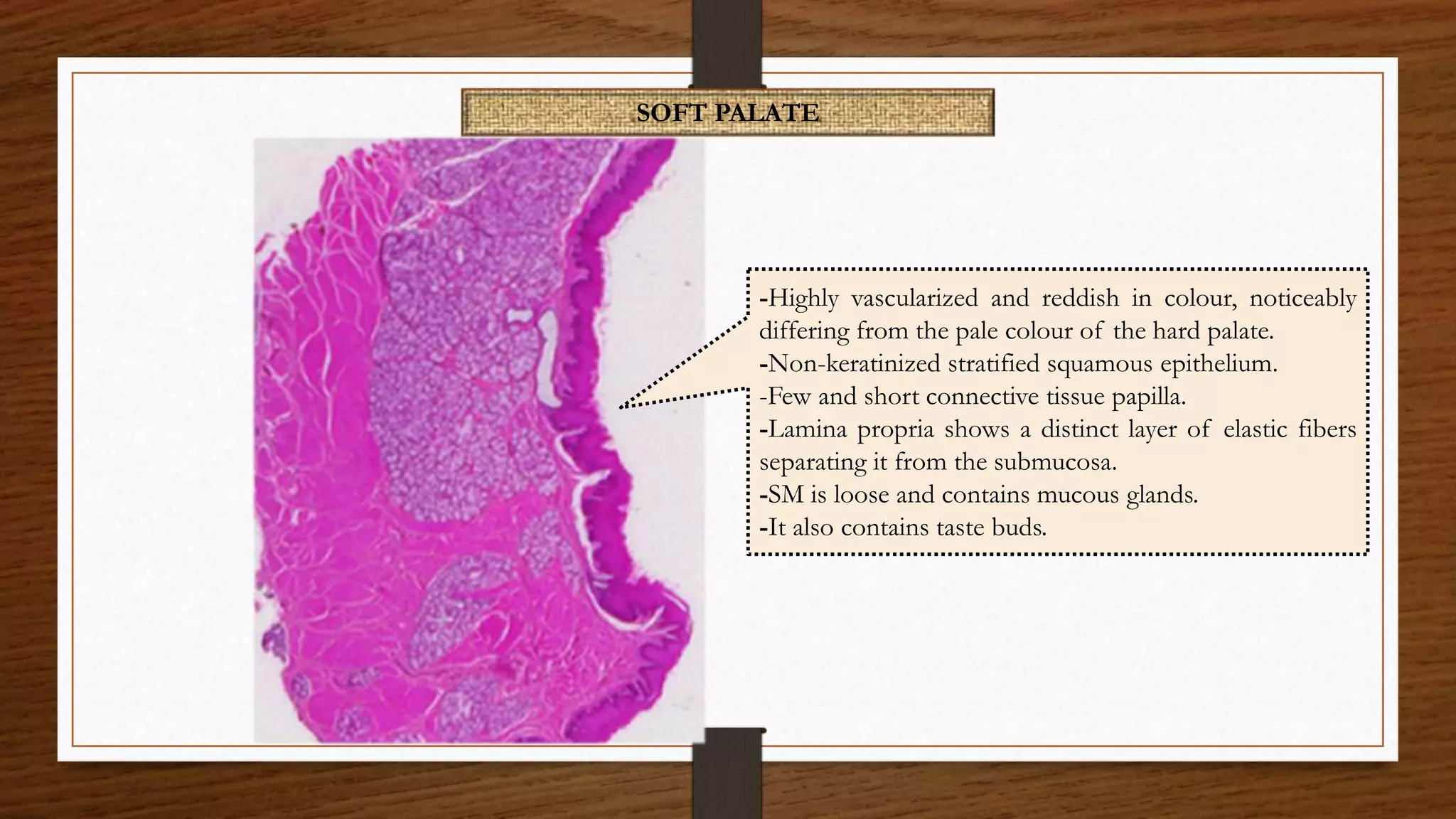 Oral mucous membrane | PPTX