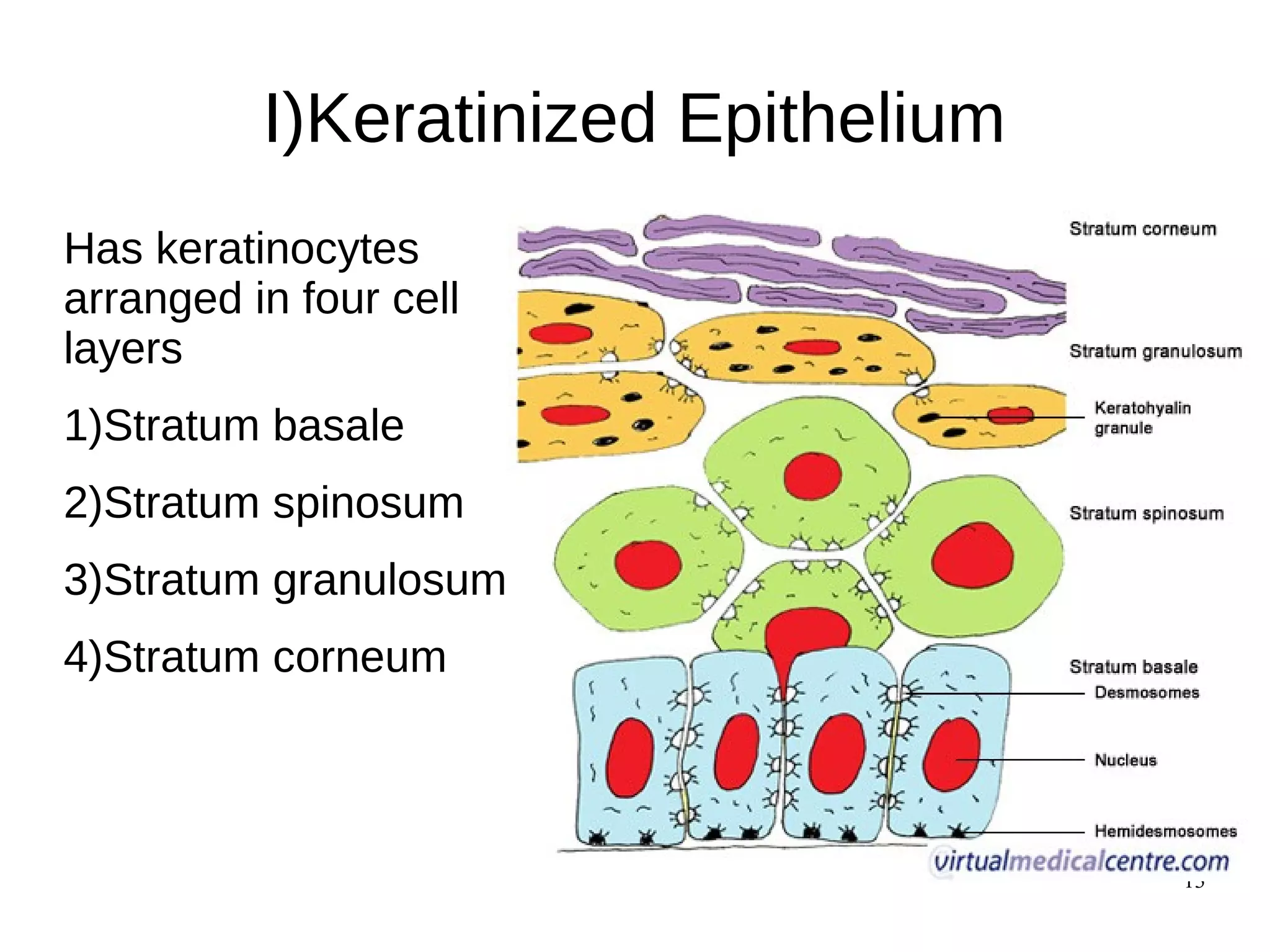 Oral mucous membrane | ODP